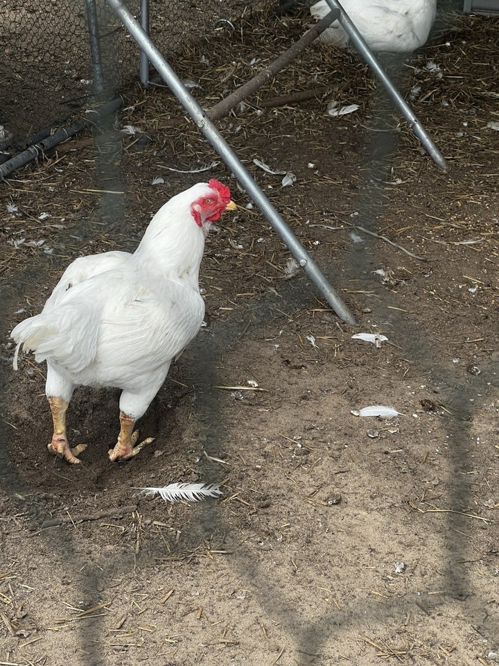 6 Standard White Cornish Hatching Eggs | eBay