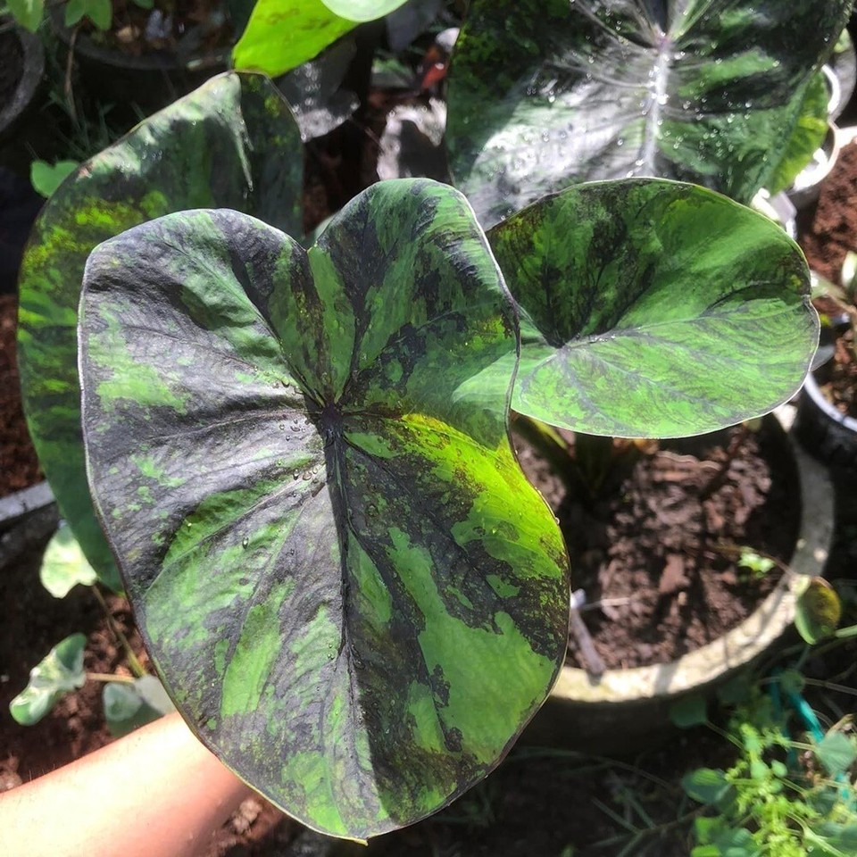 Colocasia Bulb Emerald Galaxy New Hybrid Tuber + Free Phytosanitary ...