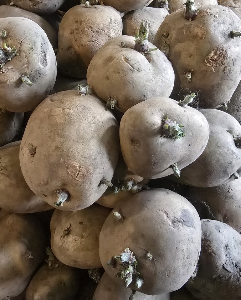 Seed Potatoes Yukon Gold Red Russet 5 lbs Mix Potato Sprouted Ready for ...