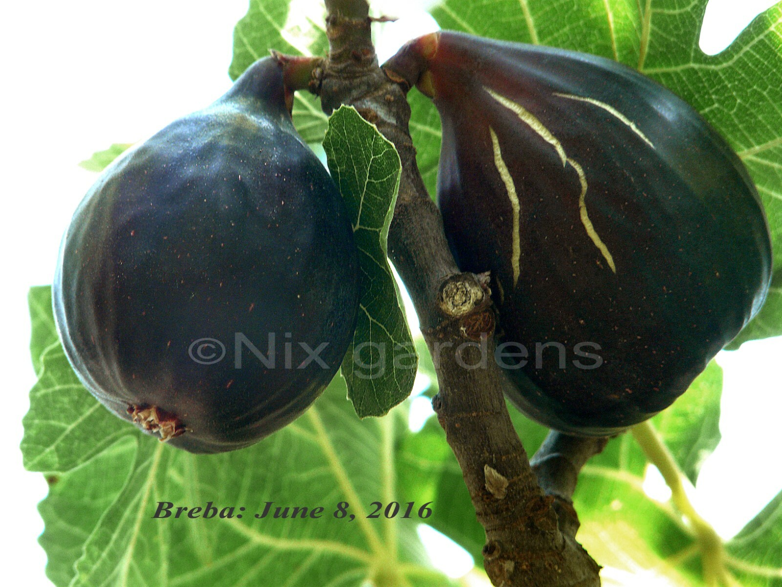 "LEBANESE BLACK/PURPLE" HEIRLOOM FIG TREE (2) Cuttings - Vigorous ...