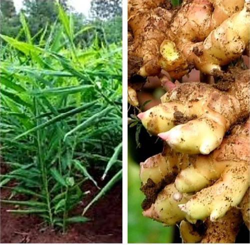 Organic Ceylon Ginger Rhizomes Live Ginger roots For Planting Free ...