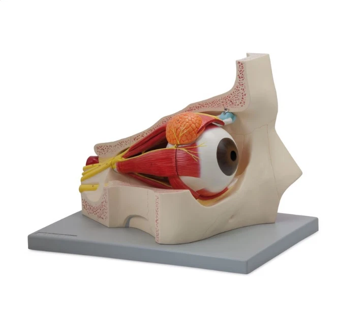 Extrinsic Eye Muscles Model