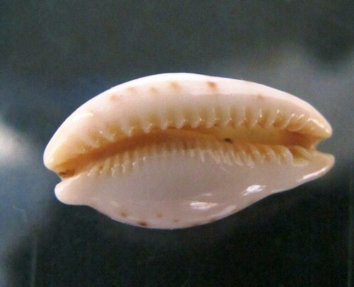 Cypraea Saulae 23.6 mm F+++/GEM beautiful pattern WOW !! | eBay