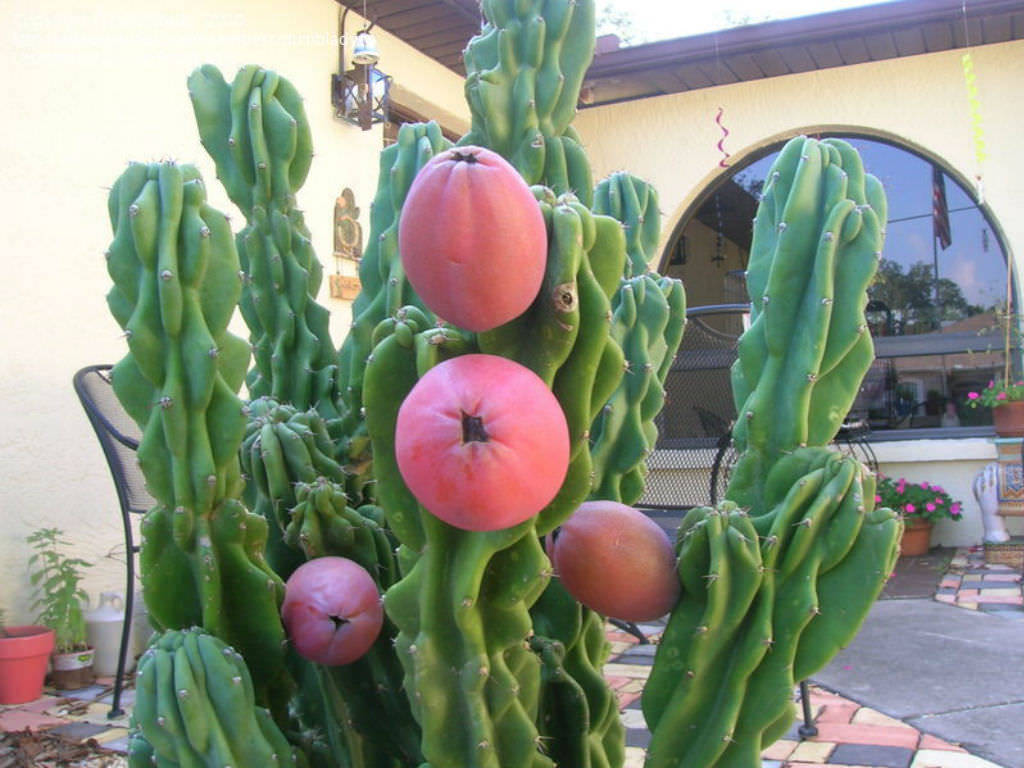 15 Seeds, Cereus repandus f. monstrosa, Monstrose Apple Cactus | eBay