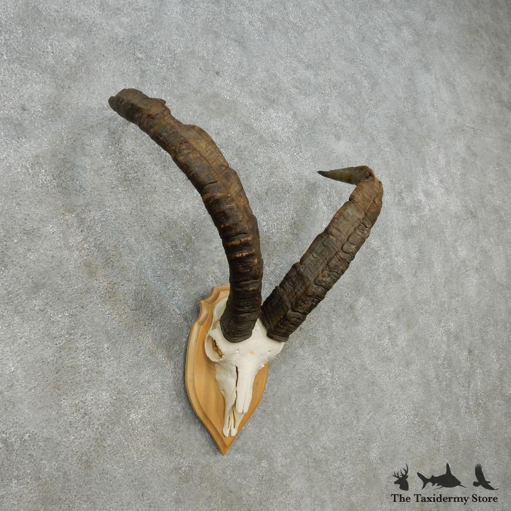 #14490 E | Gredos Ibex Skull & Horn European Taxidermy Mount For Sale ...