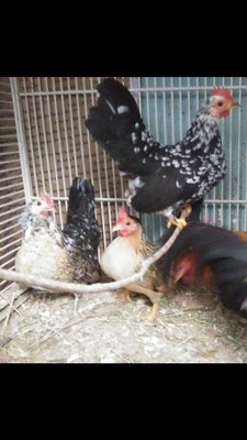 Poultry - Serama Eggs