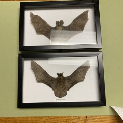 Framed Bat In Glass Case, Creature of the Night Cool Piece Vampire ...