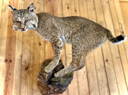 Bobcat Taxidermy Full Body Mount Cabin Camp Man Cave Home Office Den ...