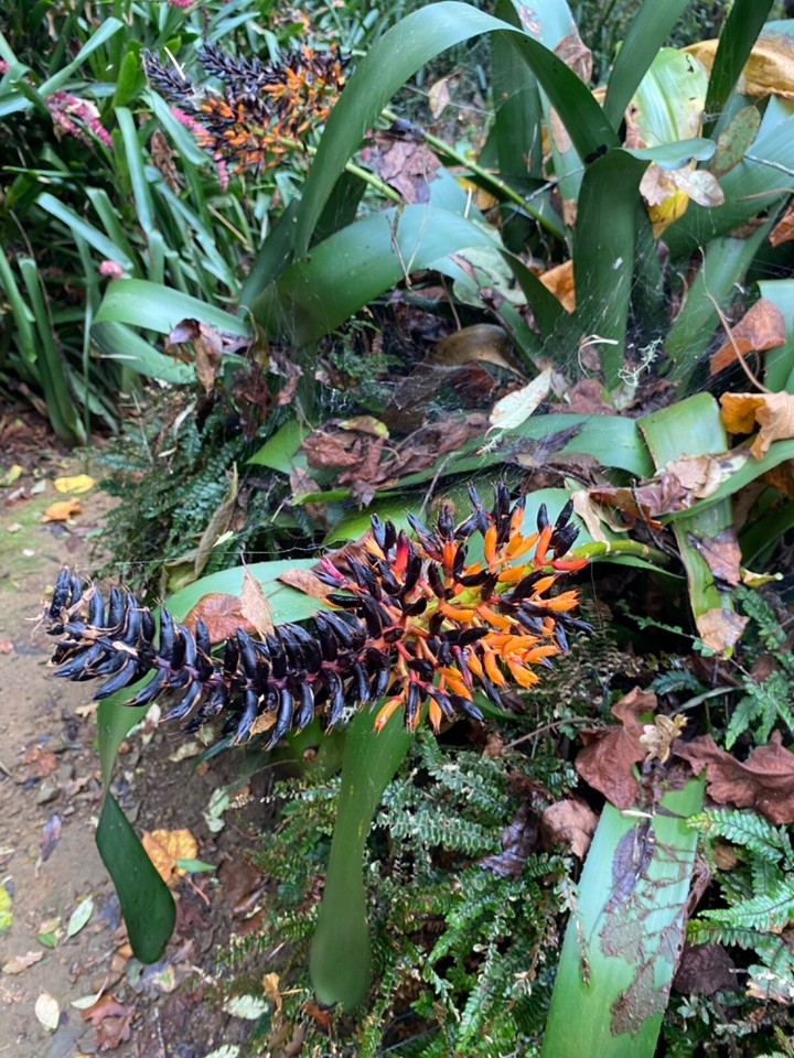 Aechmea caudata - 50 seeds - Tail Bromeliad | eBay