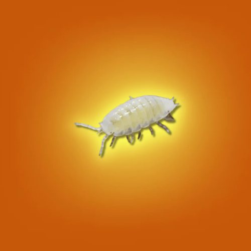 10-Count Dwarf White Isopods | Feeder Cleanup Crew | Live Arrival ...