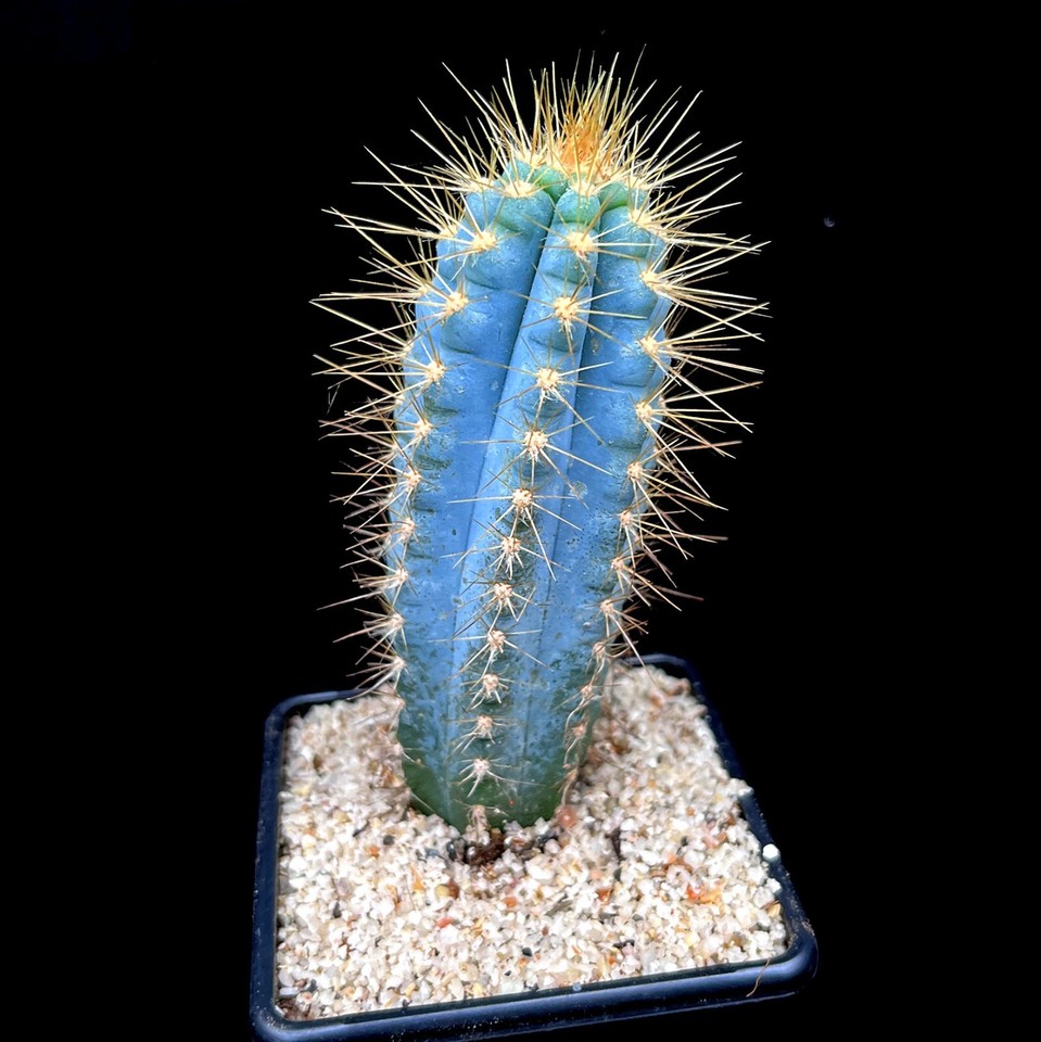 Blue Cactus Plant | Blue Torch Cactus Plant | Pilosocereus Azureus in ...