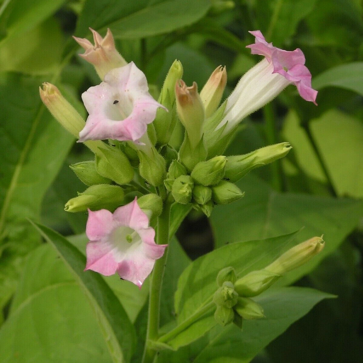 Nicotiana Tabacum Seeds