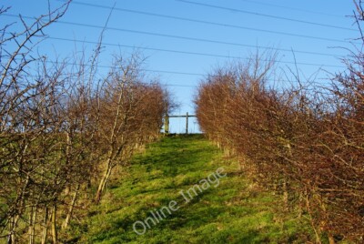 Photo 6x4 The Path to Upper Froyle, Hampshire Isington Hawthorn bushes ...
