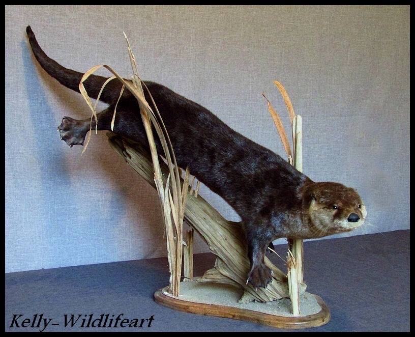 Custom Otter Taxidermy Mount Wildlife Hunting Cabin Art GREAT GIFT IDEA ...