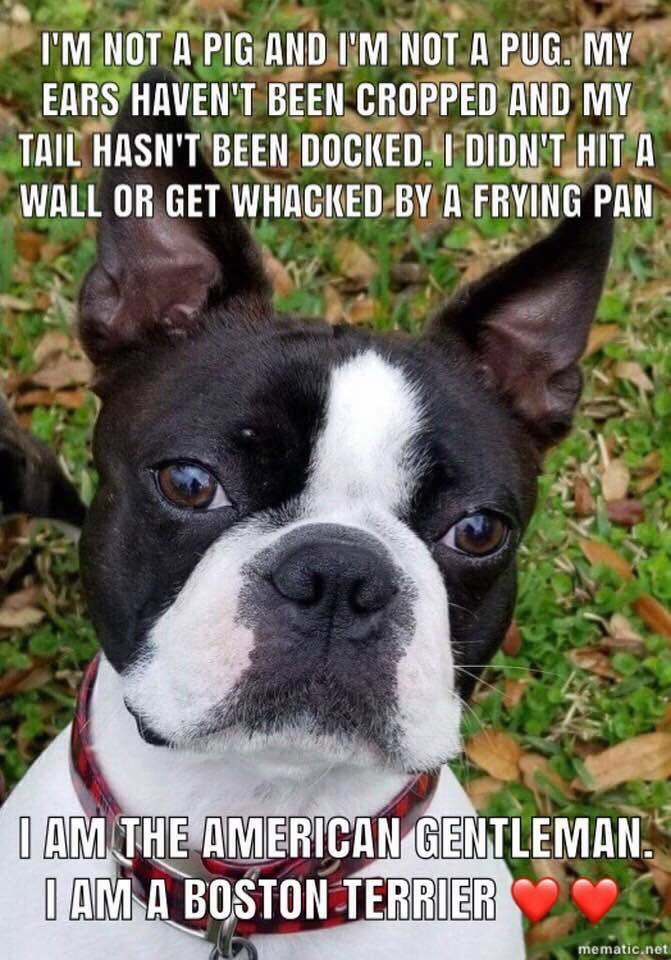 Boston Terrier Meme 100+ Funniest Boston Terrier Memes