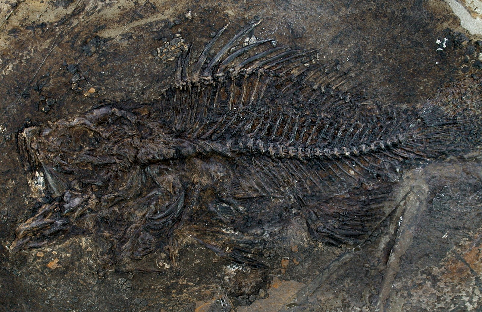 Eozän Amphiperca multiformis Barsch Original Fisch Grube Messel Altfund ...