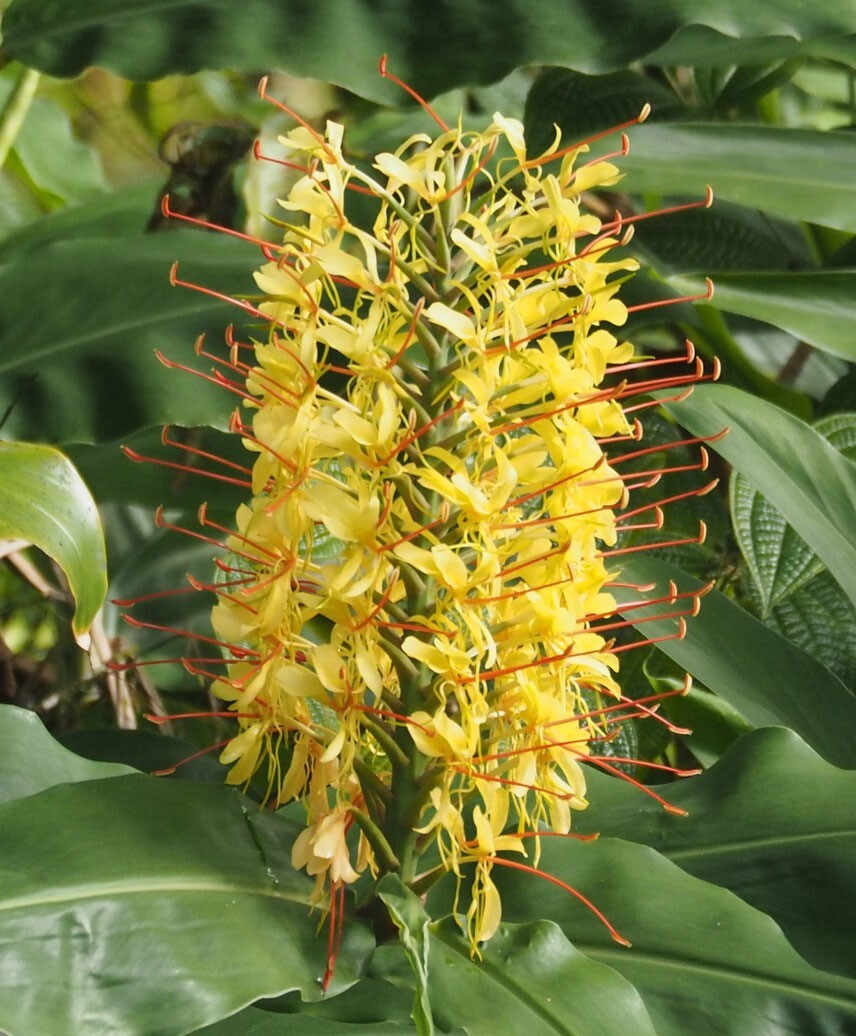 Hedychium stenopetalum | Slenderpetal & White Star Ginger | 10_Seeds | eBay
