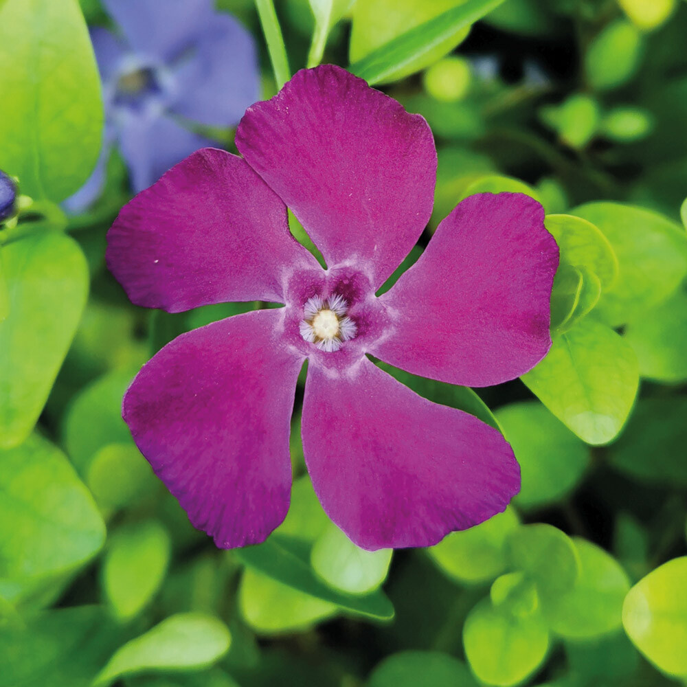 Vinca Minor Pink Vinca Minor Ground Cover | Greenwood Nursery