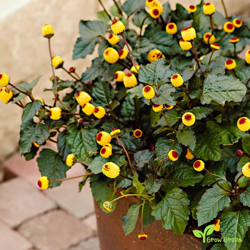 Toothache Plant Acmella Oleracea | Toothache Plant | 20 Seeds