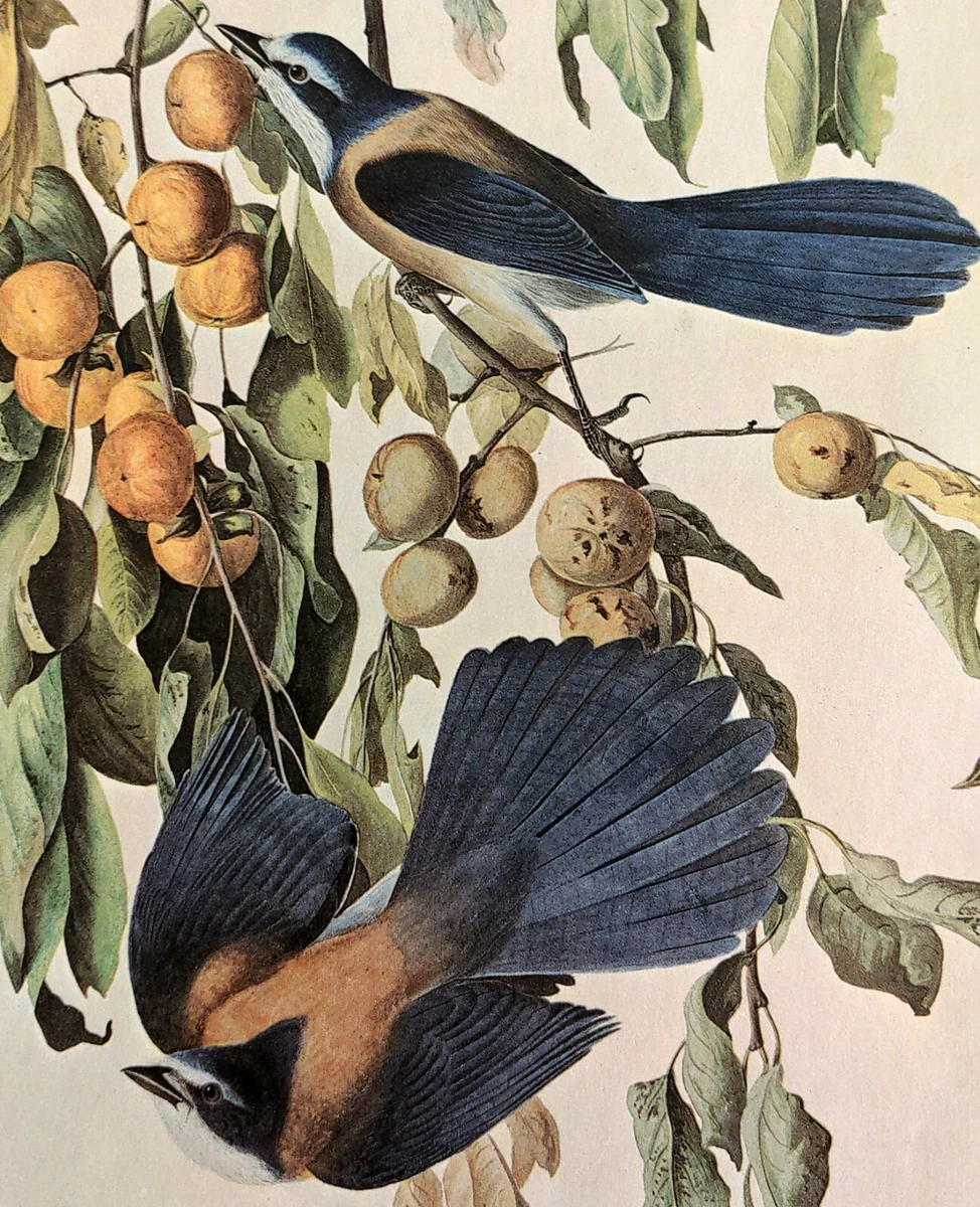 John James Audubon Birds