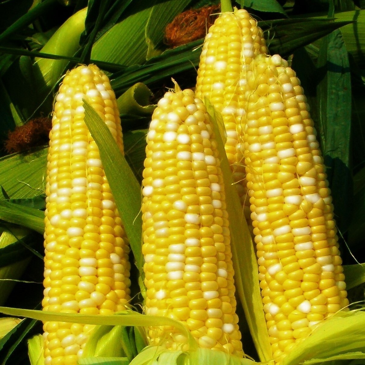 Sweet Corn Seed Rohrer Seeds 1 Lb Bicolor 5 10 Butter & Sugar Sweet