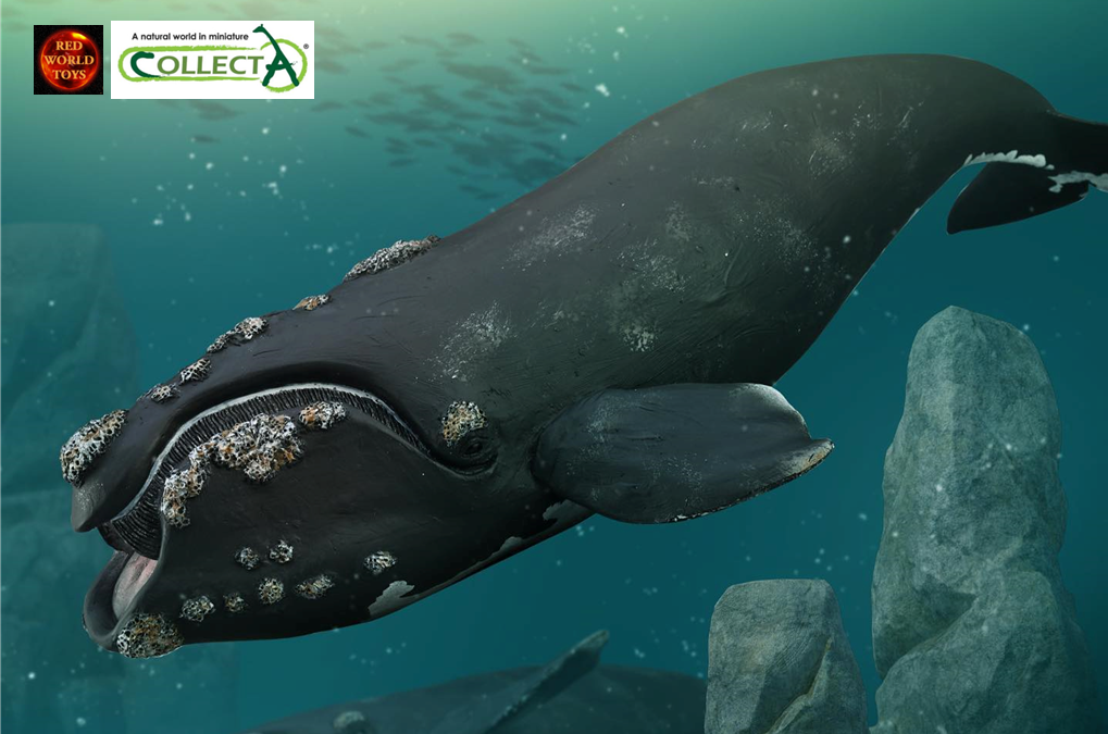 Right Whale Sealife Toy Model Figure by CollectA 88740 New | eBay UK