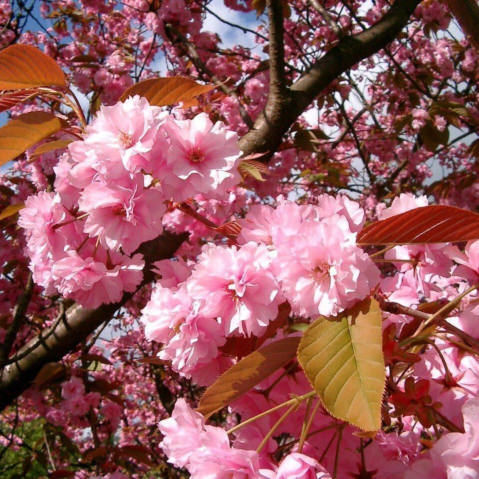Pink Flowering Tree Identification 21 Types Of Pink Flowering Trees