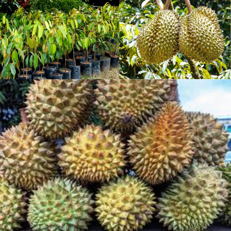 Durian (Durio ziberthinus) Live Cut Plant King of Fruits Sri Lanka | eBay