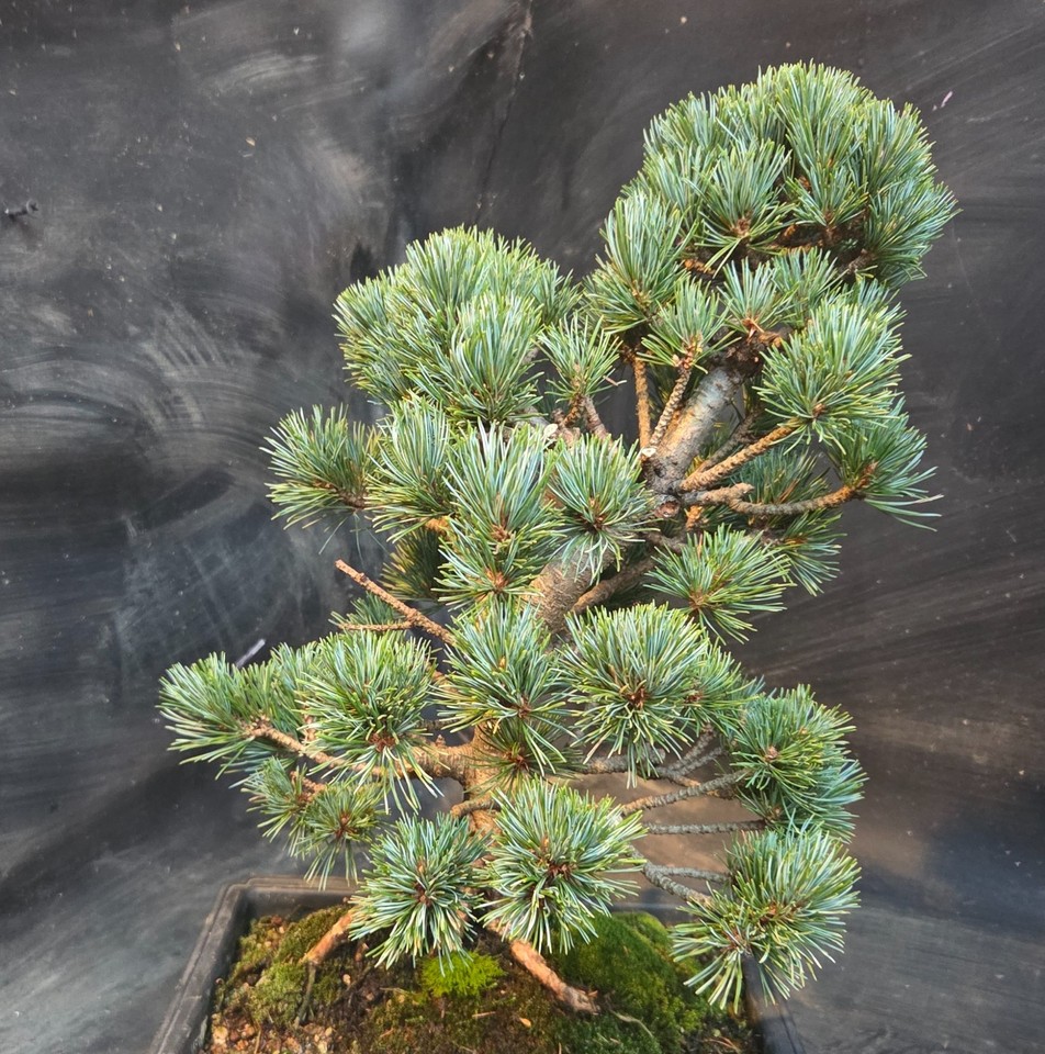 Bonsai Japanese White pine - Kinpo | eBay