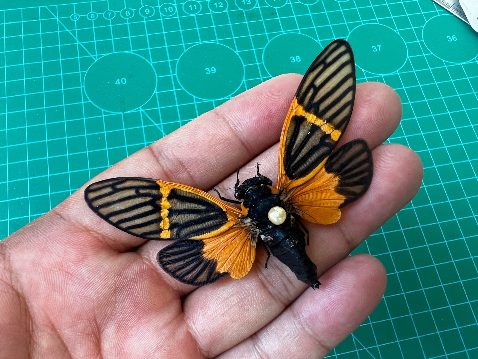 Pack Of 7 Cicadas Beetle Bugs Real Insect Taxidermy Butterflies Dried ...