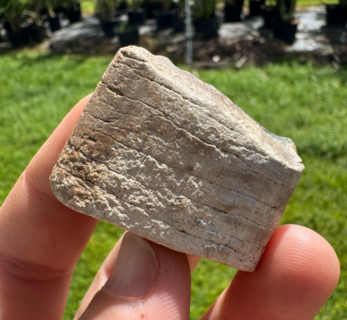 UNCOMMON FLORIDA EREMOTHERIUM MOLAR TOOTH ICE AGE GIANT GROUND SLOTH ...