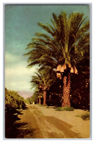 Postcard CA Coachella Valley California Date Trees Union Oil Company ...