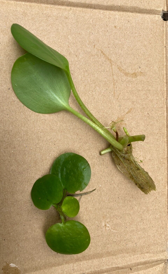 10 Jumbo Frog Bit Plants | eBay