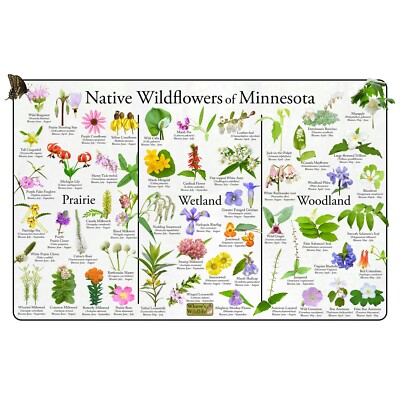 Native Wildflowers of Minnesota Flower Identification Poster / Native ...