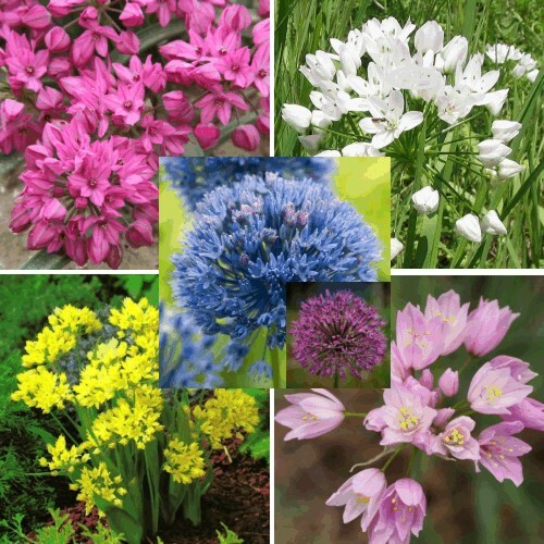 ALLIUMs MIXED GARDEN FIREWORKS SPRING SUMMER FLOWERS ALIUM BULBS ...