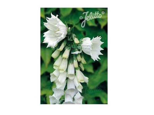 White Monster Foxglove - Digitalis purpurea 'Monstrosa White' - 100 ...