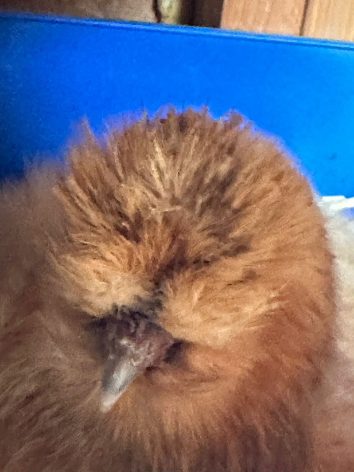 6 SILKIE HATCHING EGGS PARTRIDGE SPLASH FRIZZLE BUFF MOTTLED NPIP 335 1 ...