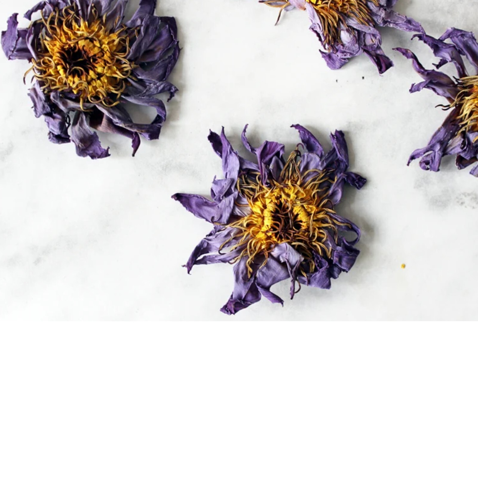 blue lotus,blue lotus flower,blue lotus tea,dream tea,egyptian blue ...