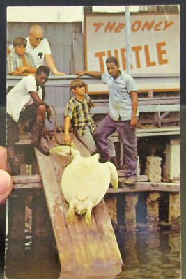Turtle Crawls in Key West Florida, Florida Postcard Unused | eBay