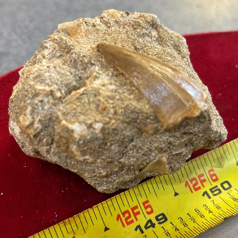 Mosasaurus tooth in Matrix Excellent condition. | eBay