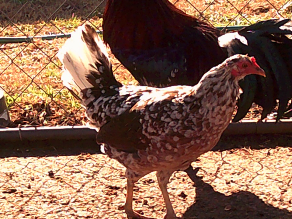 "10+ LC Pure Spangled Penny Hatch Poultry Chicken Hatching Eggs" | eBay