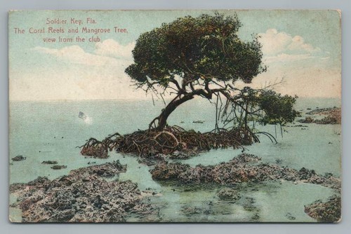 Coral Reefs & Mangrove Tree SOLDIER KEY Florida Keys Antique PC ...