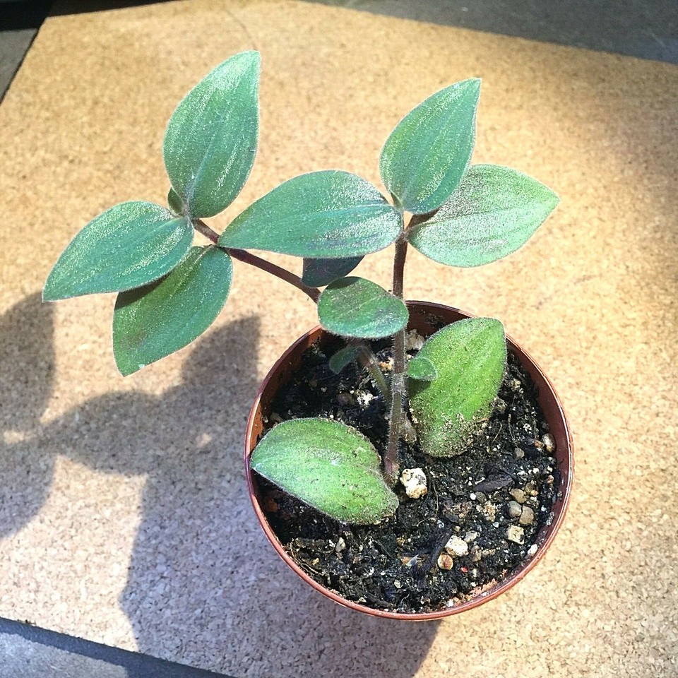 RARE - Tradescantia chrysophylla 'Baby Bunny Bellies' starter plant ...