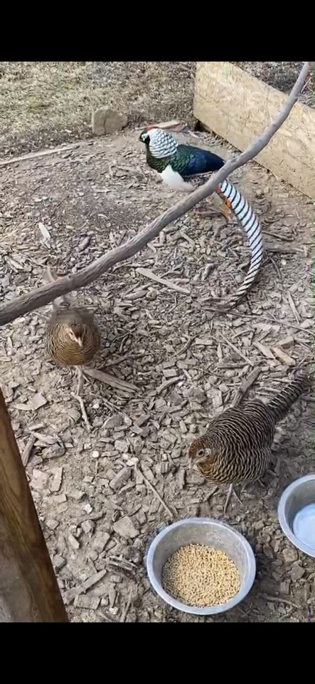 6+ Lady Amherst Pheasant Hatching Eggs | eBay