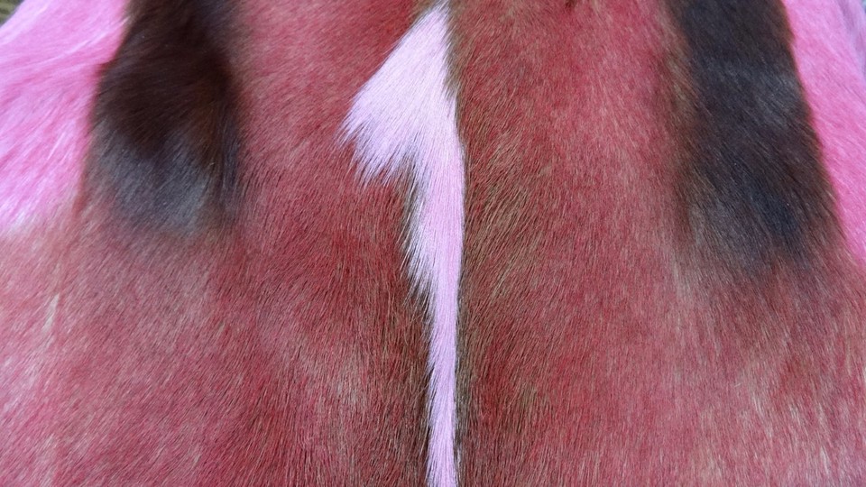 Dyed African Deer Skin Assorted dyed colors African springbok antelope ...