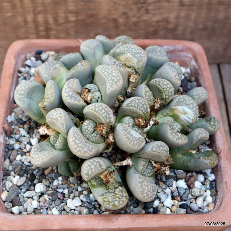 A9141 LITHOPS HOOKERII pot17-H9-W17 cm MaMa Cactus | eBay