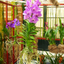 Vanda Orchid Pots Plastic Hanging Mesh Net Baskets Hydro Air Plant ...