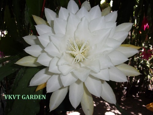 Epiphyllum Orchid Cactus " KIWI QUEEN ISADORA " Cutting | eBay