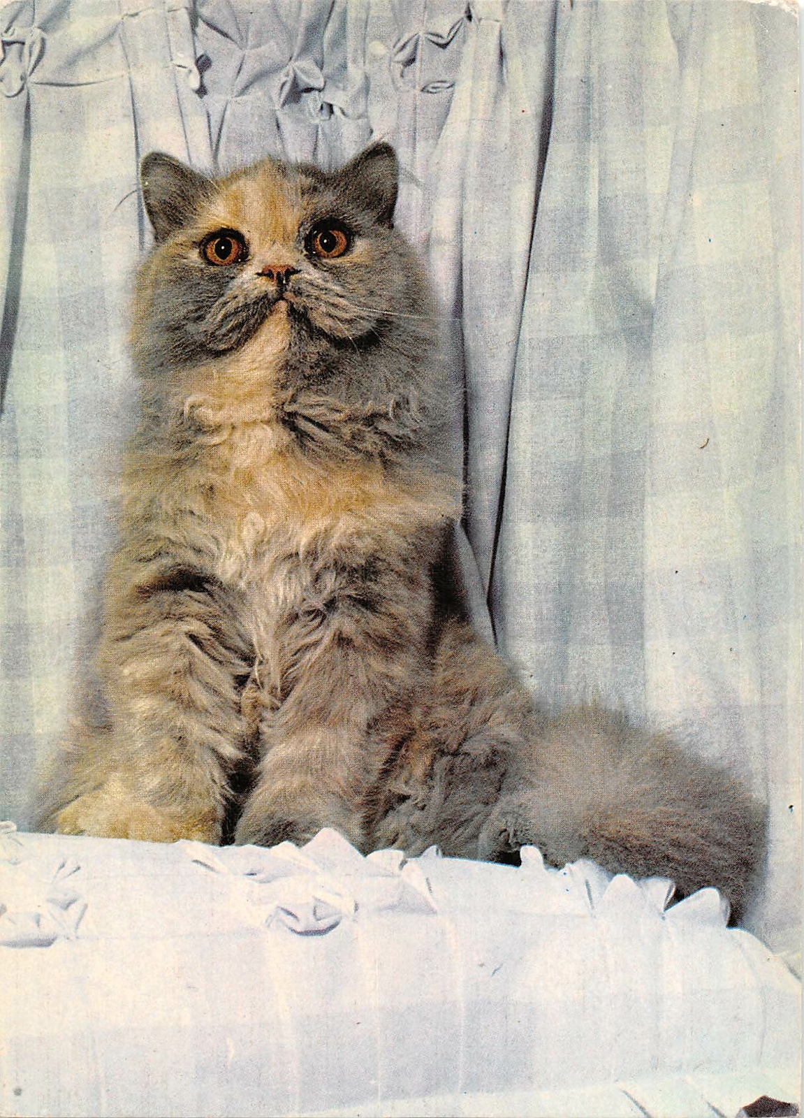 US4282 Katze House Cat Postcard | eBay