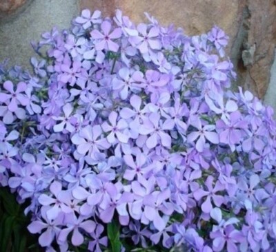 4 Medium Tall Wild Phlox Plants - Gorgeous Breath Taking Blue ...